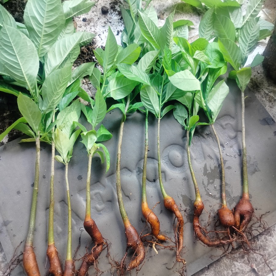 Jual BIBIT Tanaman hias bahan bonsai import pohon Baobab ...