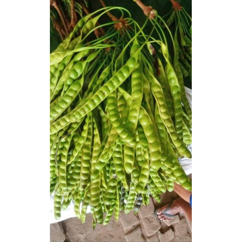 Jual petai padi tua manis 100 ribu dapat 20 papan/ keris | Shopee Indonesia