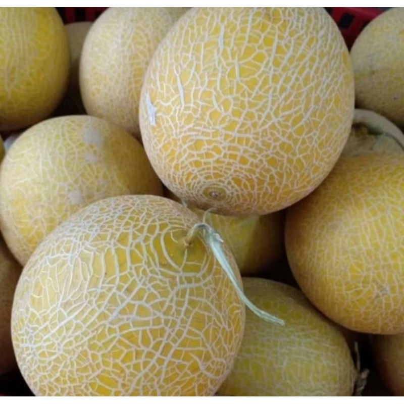 Jual Melon Madu (import) 1 - 2 kg | Shopee Indonesia