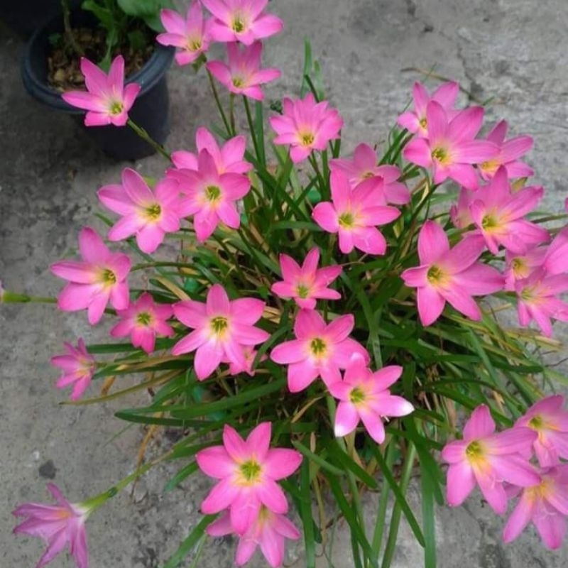 Jual Hiasan Taman Bunga peri pink Rain Lily, Tanaman Lili Hujan,hiasan ...