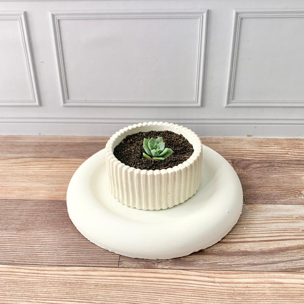 Jual Pot Minimalis Elegan dengan Sentuhan Tanaman Sukulen | Shopee ...