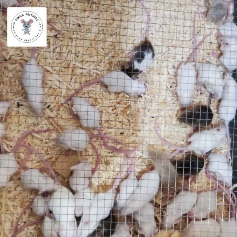 Jual tikus putih mencit Large (19-30 gram) | Shopee Indonesia