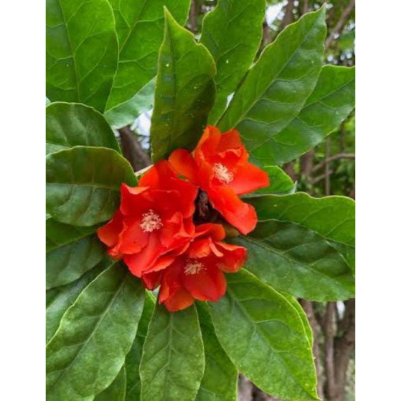 Jual Tanaman jarum 7 bintang / bibit tanaman tuju bintang | Shopee ...