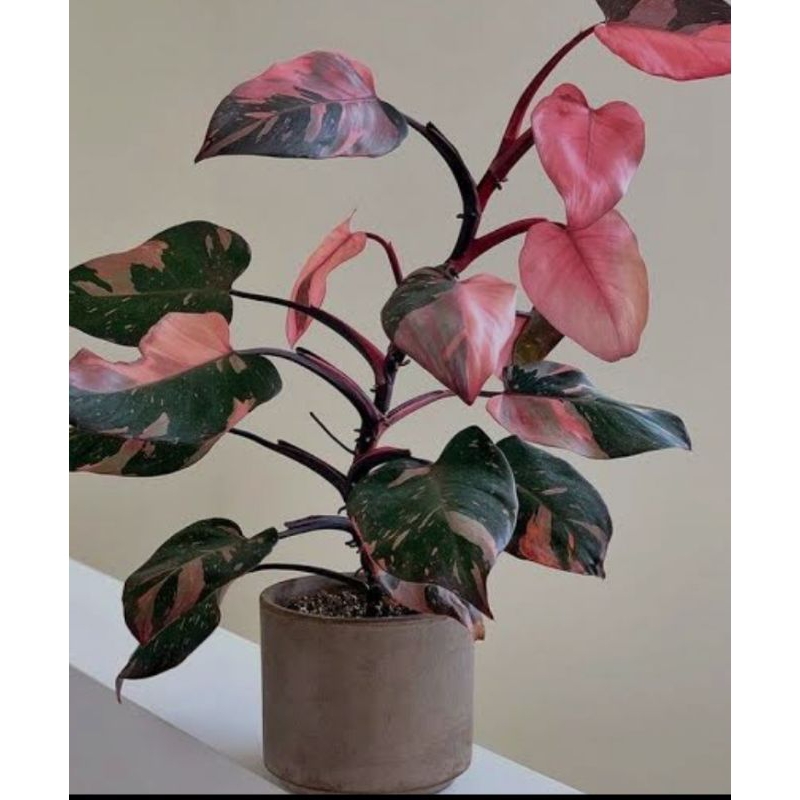 Jual tanaman pilo dendron pink princess | Shopee Indonesia