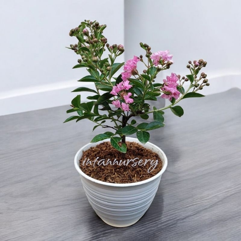 Jual Tanaman Bunga Sakura Pink - Bunga Bungur Lokal Pink ...