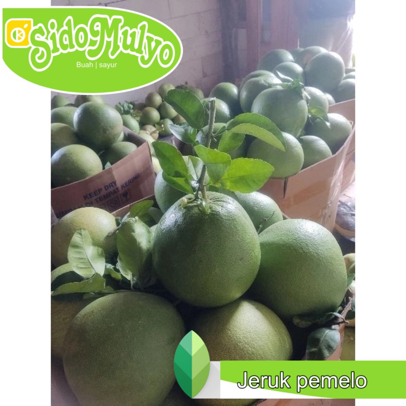 Jual Jeruk Bali Pamelo berdaun (merah) | ud sidomulyo fresh | Shopee ...