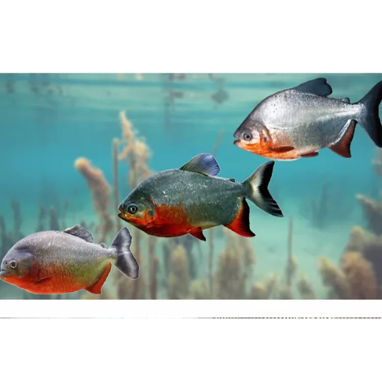 Jual IKAN HIAS BLACK PACU / IKAN HIAS BAWAL AIR TAWAR | Shopee Indonesia