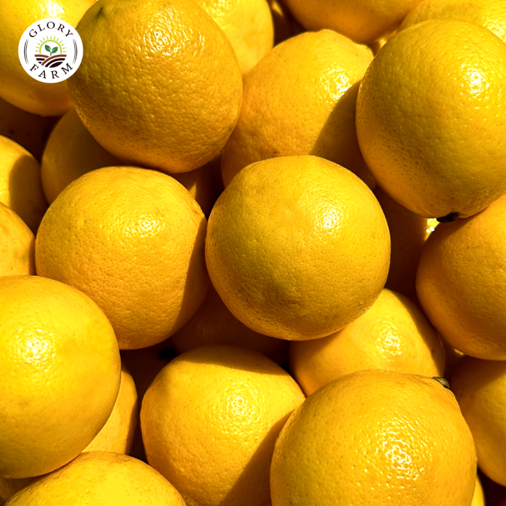 Jual Buah Jeruk Lemon California Supermarket Grade Fresh 1 kg By ...