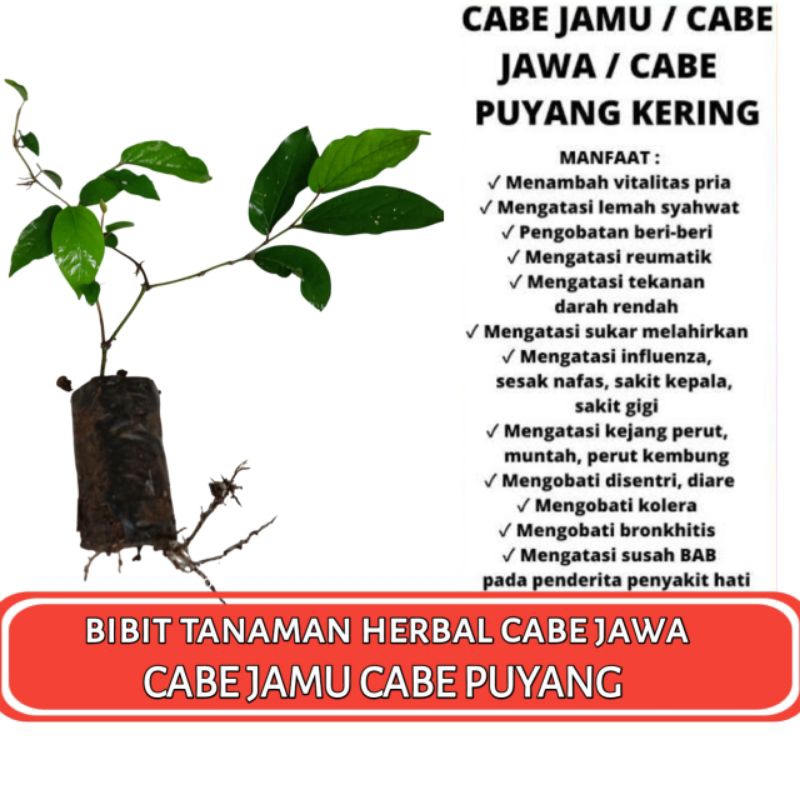 Jual Bibit Tanaman Herbal CABE JAMU Cabe Jawa Cabe Puyang Original Siap ...