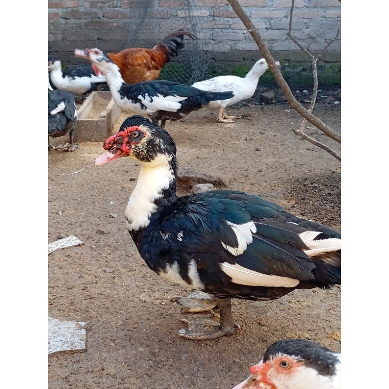 Jual Telur Fertil Entok/Entog/Mentok Untuk Di Tetaskan | Shopee Indonesia