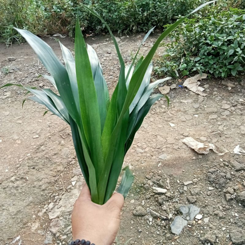 Jual Daun suji 10 Lembar Daun suji Segar Obat Herbal Obat sakit Panas ...