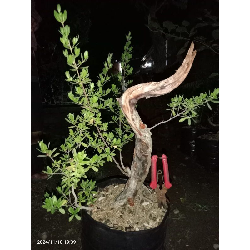 Jual Bahan Bonsai Santigi | Shopee Indonesia