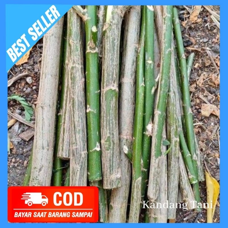 Jual Bibit Stek Turi Pocok Kualitas Unggul | Shopee Indonesia