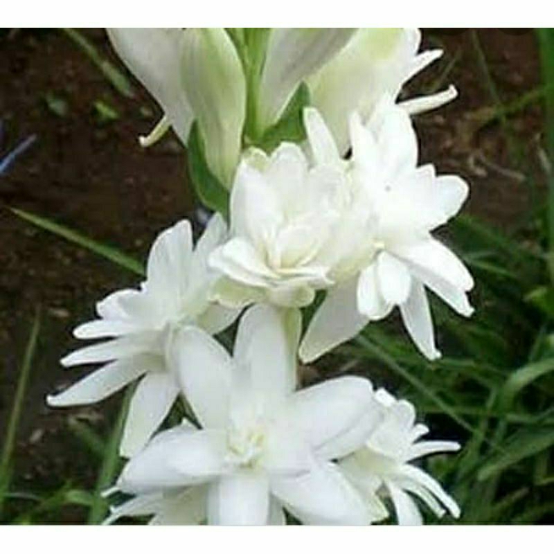 Jual bunga sedap malam wangi polibag siap berbunga (polianthes tuberosa ...