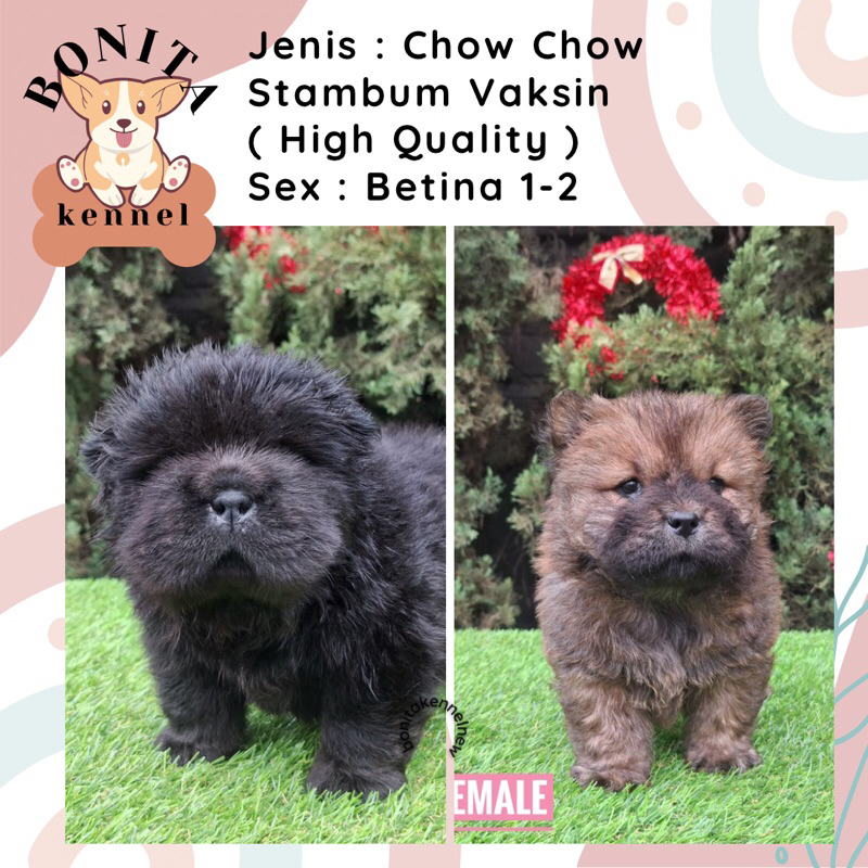 Jual Chow Chow Stambum Vaksin Anjing Chow Jantan Betina | Shopee Indonesia