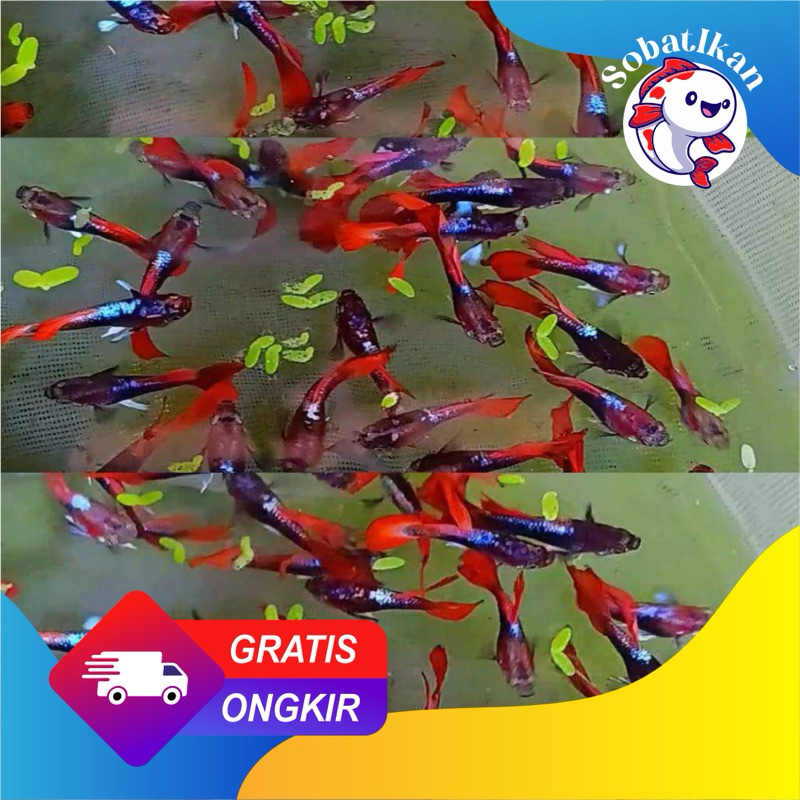 Jual Hiasan aquarium Paket hemat 15 ekor guppy merah jantan&betina | Shopee Indonesia