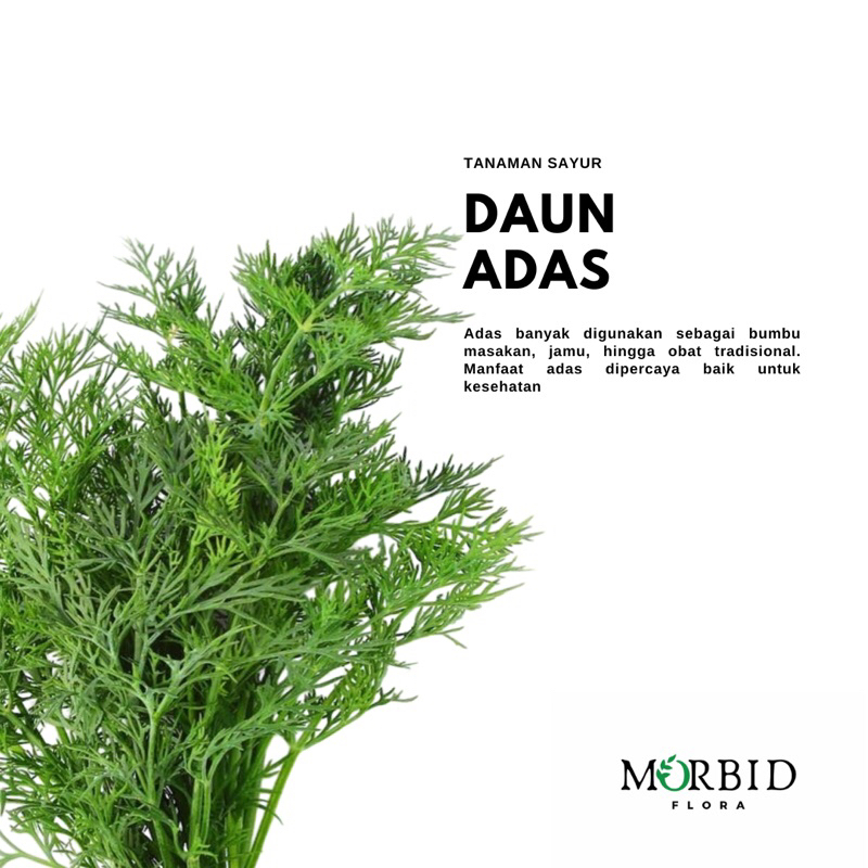 Jual Tanaman Herbal / Toga / Daun Adas / Daun Dill - Rempah Rempah ...