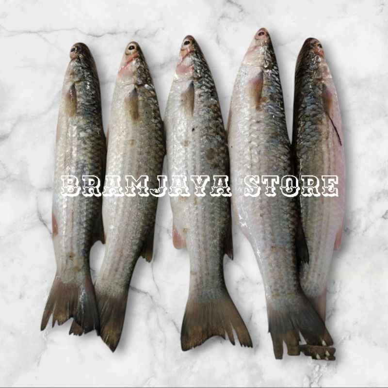 Jual Ikan Belanak Ikan Gere Fresh DiBersihkan | Shopee Indonesia