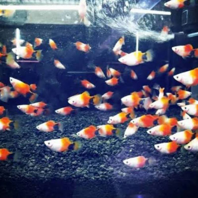 Jual IKAN HIAS AQUASCAPE PLATY MICKEY MOUSE/ MOLLY MICKEY MOUSE ...
