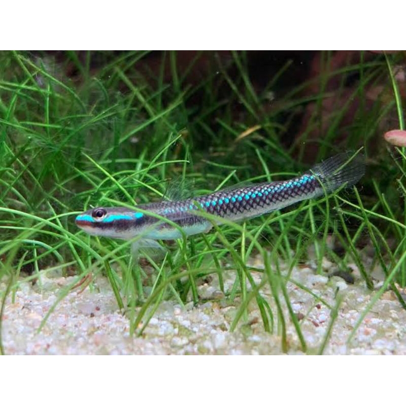 Jual IKAN GOBI BLUE NEON /IKAN HIAS AQUASCAPE/IKAN PEMAKAM HAMA KEONG ...