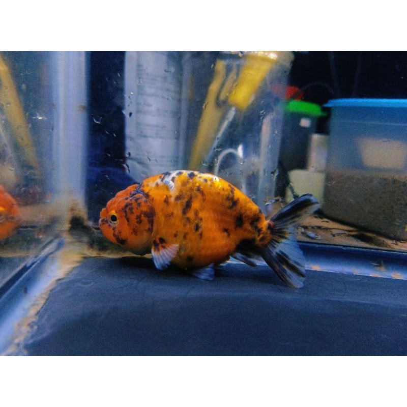 Jual koki ranchu calico 10cm | Shopee Indonesia
