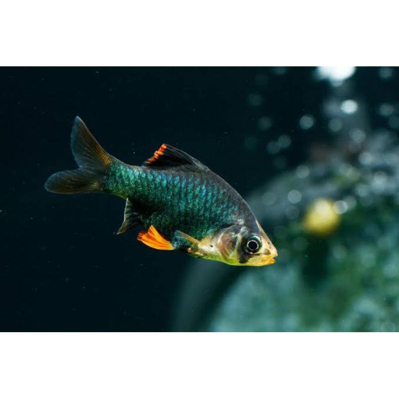 Jual IKAN HIAS GREEN TIGER BARB/ /IKAN HIAS AQUASCAPE/IKAN HIAS AIR ...