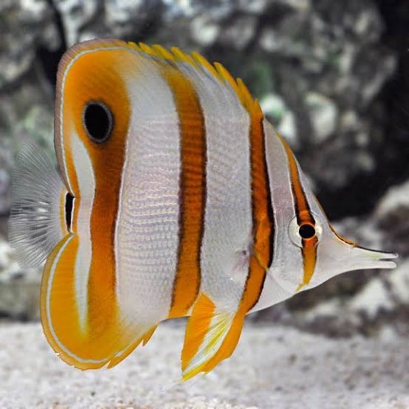 Jual ikan hias laut kepe monyong B copperband butterflyfish | Shopee ...