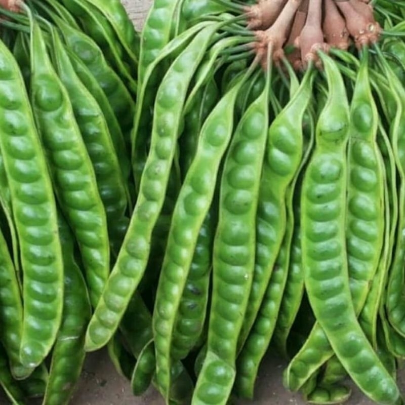 Jual PETAI | PERAI LOKAL | PETAI LONJOR | | Shopee Indonesia