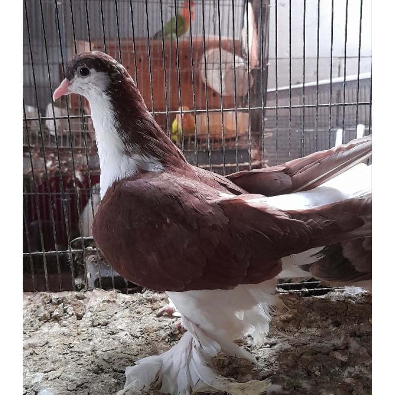 Jual BURUNG MERPATI HIAS LAHORE RED JANTAN satuan | Shopee Indonesia