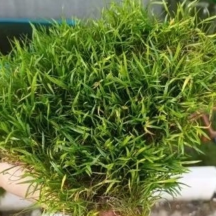 Jual Echinodorus tanellus tanaman aquascape aquarium | Shopee Indonesia