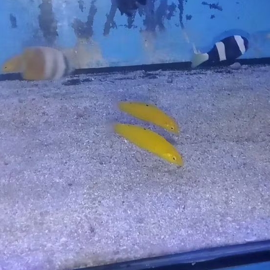 Jual Keling kuning | Shopee Indonesia