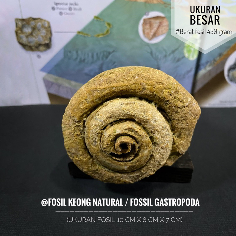 Jual Fosil Keong Purba Natural B51 atau Fossil Gastropoda atau Fosil Kol Buntet Alam atau Fosil ...