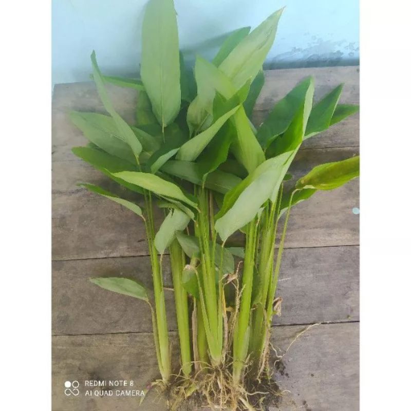 Jual bibit umbi Garut segar dan besar besar bagus buat di tanam kembali isi 4 | Shopee Indonesia