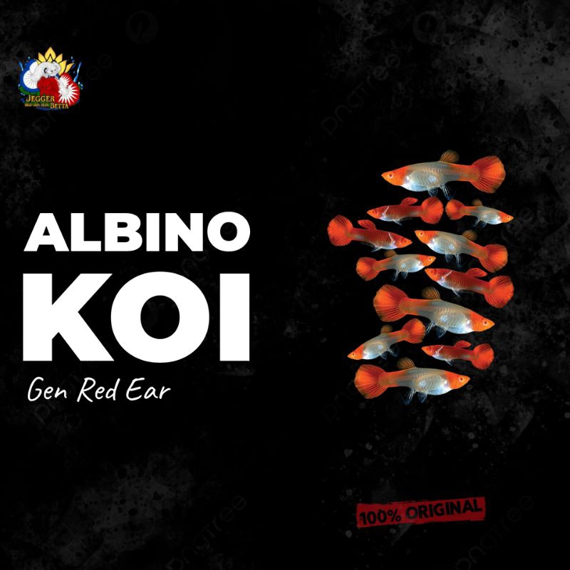 Jual Stiker Albino Koi Guppy / gen red ear hiasan aquarium | Shopee Indonesia