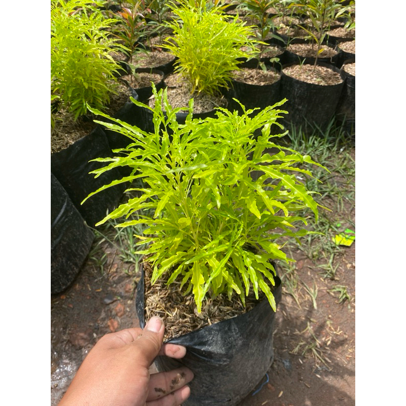 Jual Tanaman Hias Brokoli Kuning Tanaman Brokoli Kuning Tanaman Akasia ...