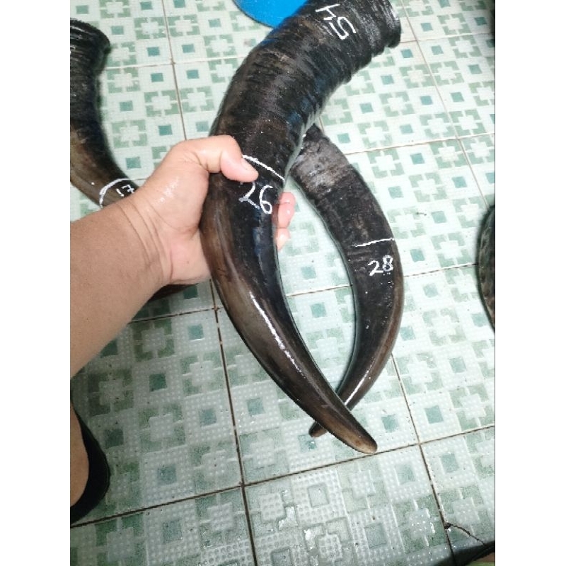 Jual tanduk kerbau katila super padat 25-29 cm | Shopee Indonesia