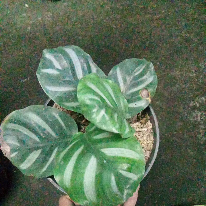 Jual calatea paciata | Shopee Indonesia