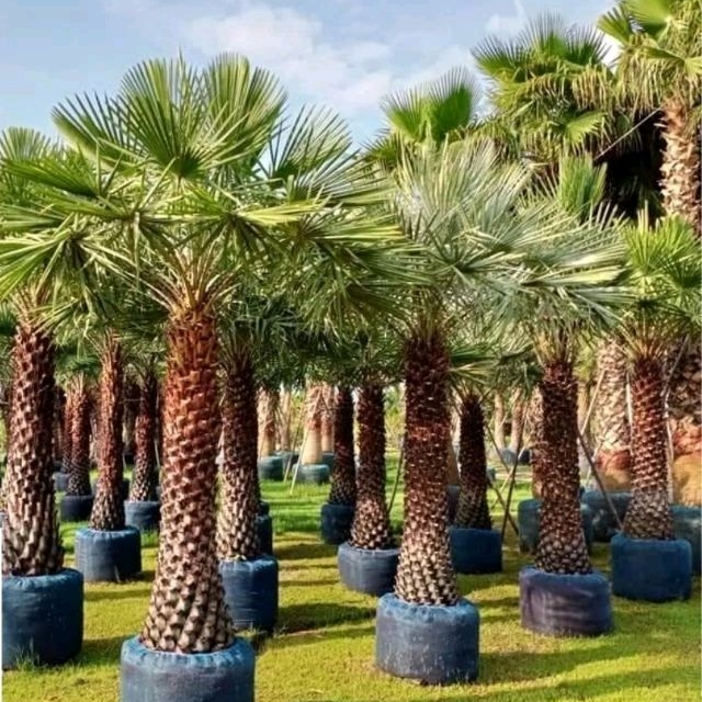 Jual Benih Langka / Biji Palem / Palm Seeds: Copernicia alba / Caranday ...