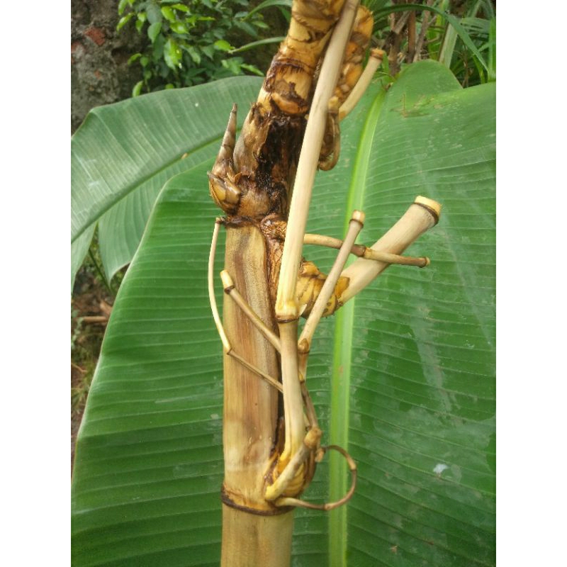 Jual bambu petuk jalu batang utama | Shopee Indonesia