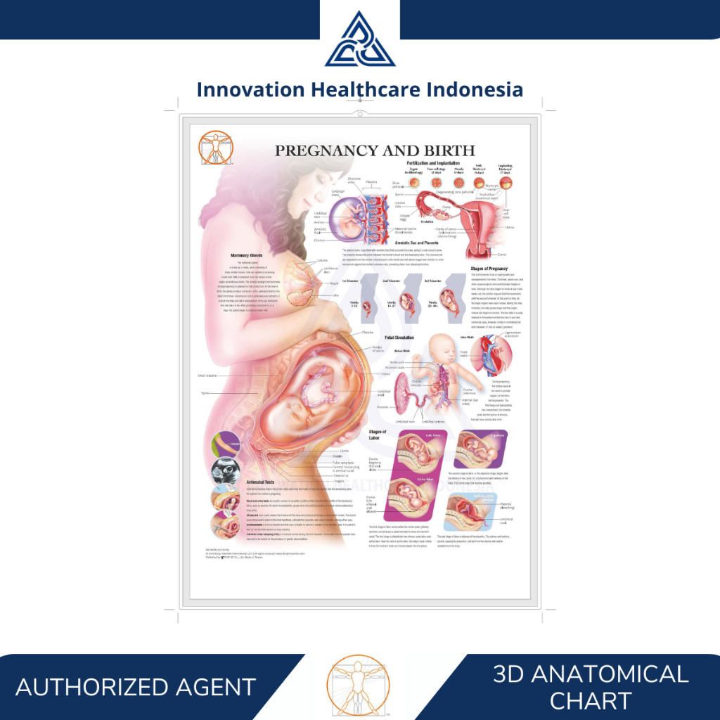 Jual 3D Anatomical Chart Pregnancy and Birth - Poster Edukasi Kehamilan ...