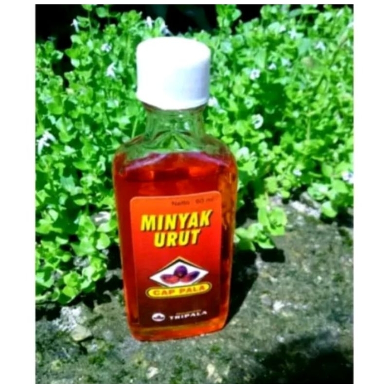 Jual minyak pijit cap pala minyak tradisional | Shopee Indonesia