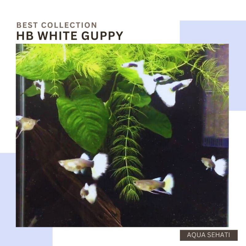Jual ikan hias gupi guppy hb white / half black white | Shopee Indonesia