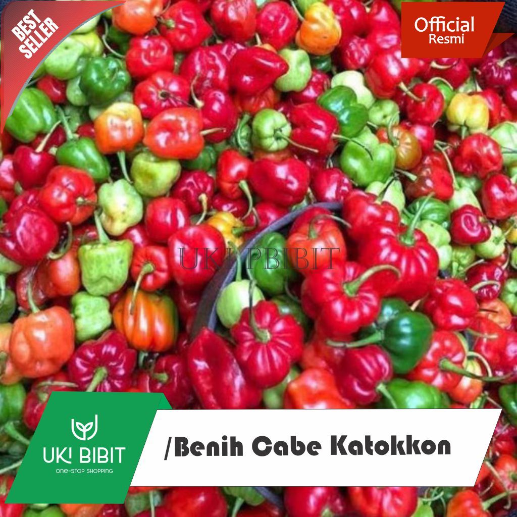 Jual ( 5 Butir ) Benih Cabe Katokkon Khas Tanah Toraja | Super Pedas ...