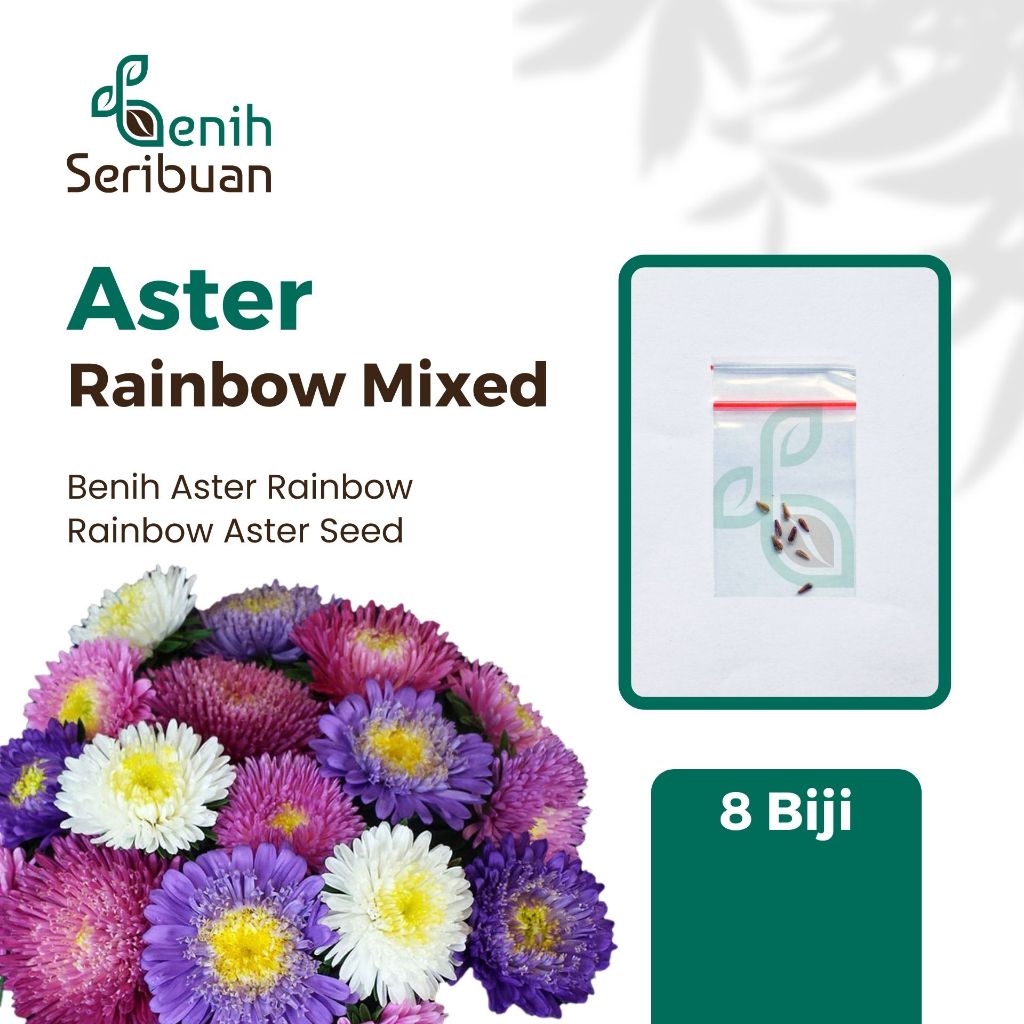 Jual ASTER RAINBOW MIX 8 Bibit Bunga Aster Rainbow Mix Unggul | Shopee Indonesia