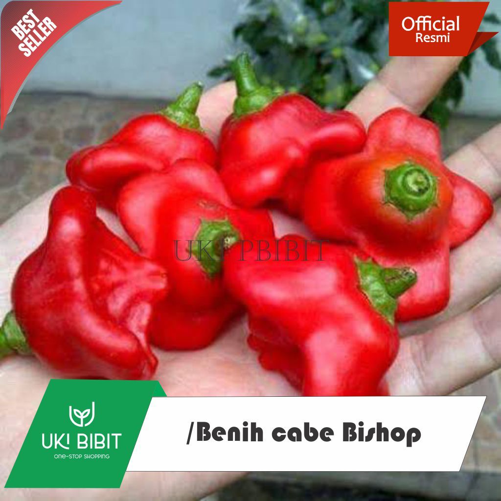 Jual ( 3 Butir ) Benih Cabe Bishop Crown | Cabe Hias Windbell | Shopee ...