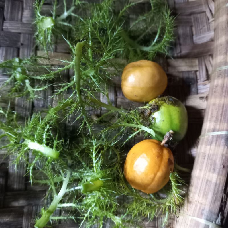 Jual Markisa mini rambusa mermot ceplukan belungsung keceprek segar ...