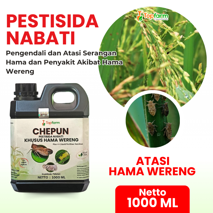 Jual Pestisida Untuk Hama Wereng / Insektisida Wereng Paling Ampuh ...