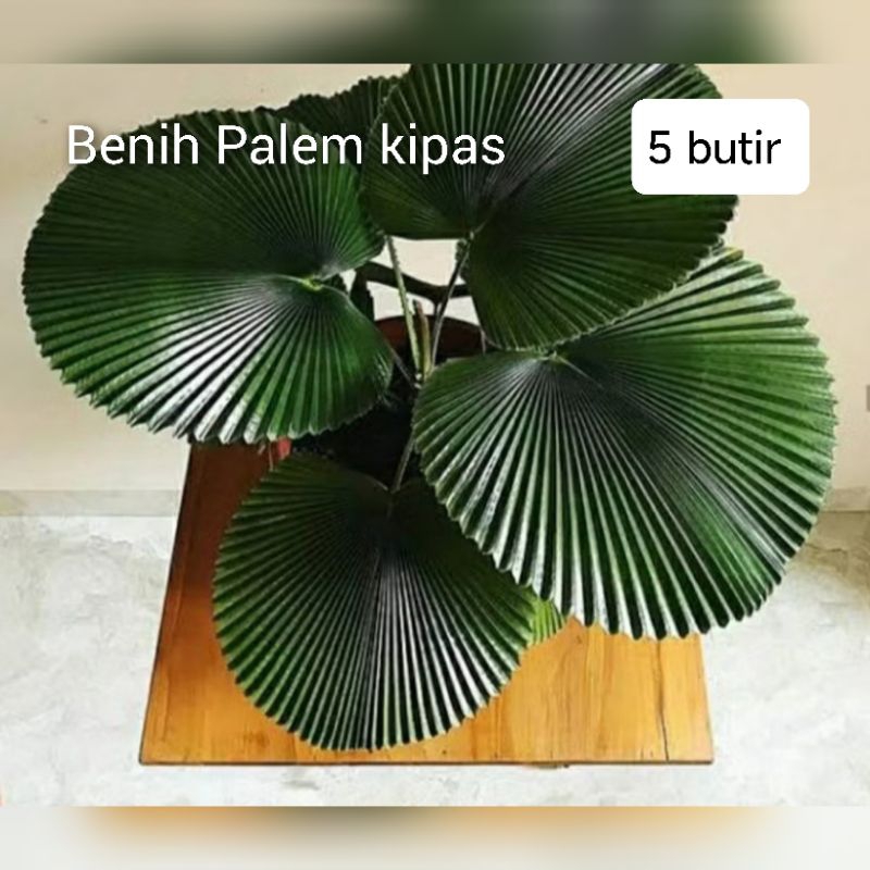 Jual Benih biji Palem Kipas (isi 5 butir) | Shopee Indonesia