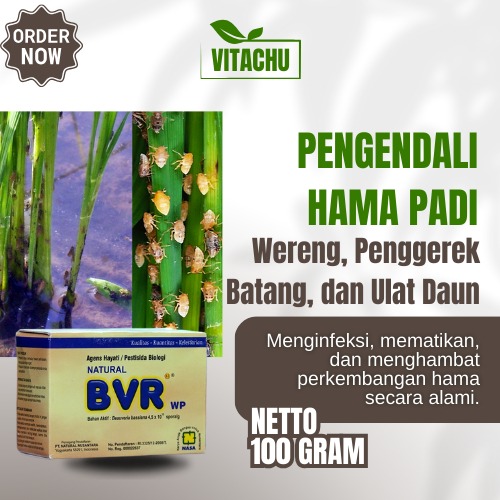 Jual Obat Hama Padi Insektisida Tanaman Padi Obat Wereng Padi Obat Ulat ...