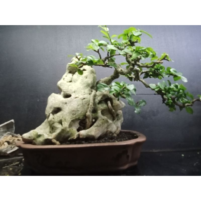 Jual bonsai delima batu otr sesuai gambar | Shopee Indonesia